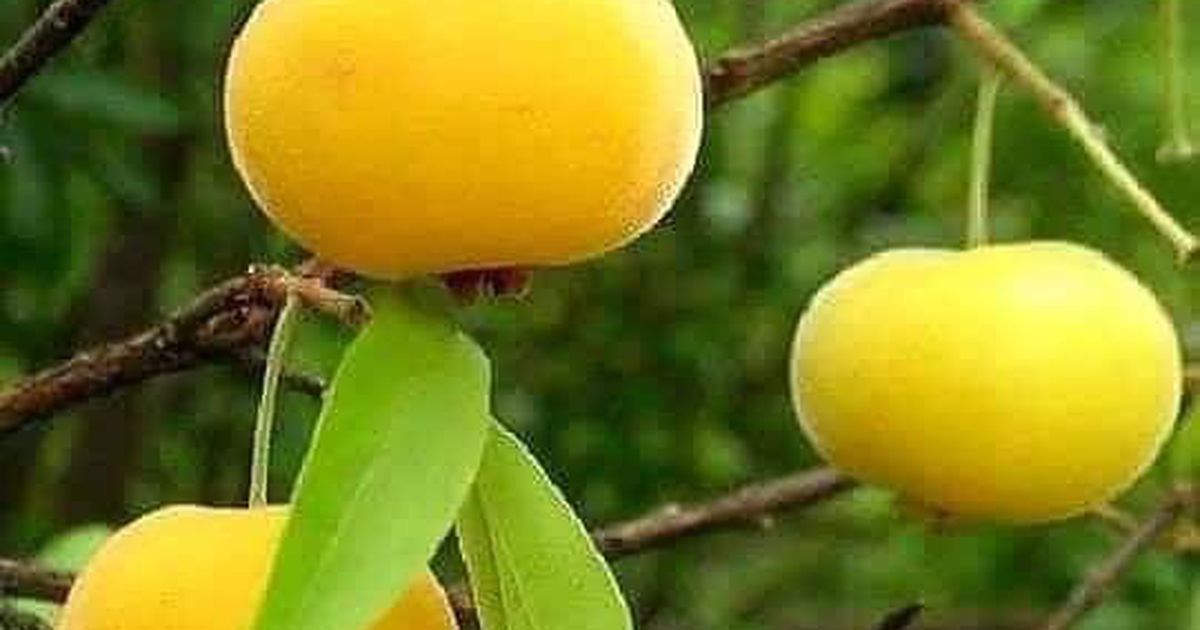 Quả thị
