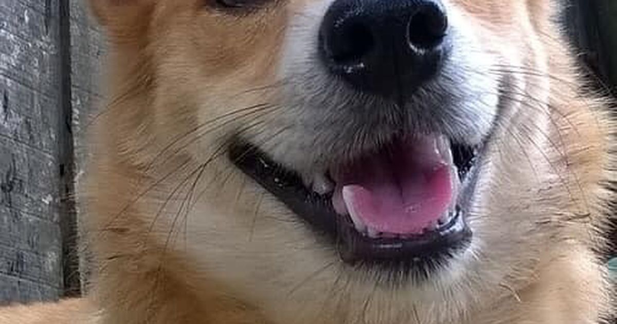 Con chó phèn của ông hai...!