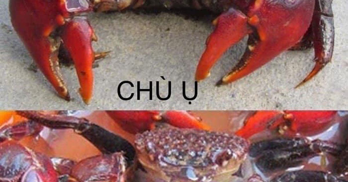 Con chù ụ