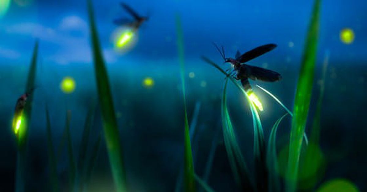 Đom đóm với tuổi thơ