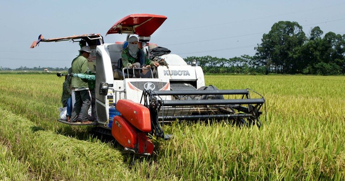 Vĩnh Phúc: Bảo tồn vựa lúa Vĩnh Tường trước sức ép của biến đổi khí hậu ...