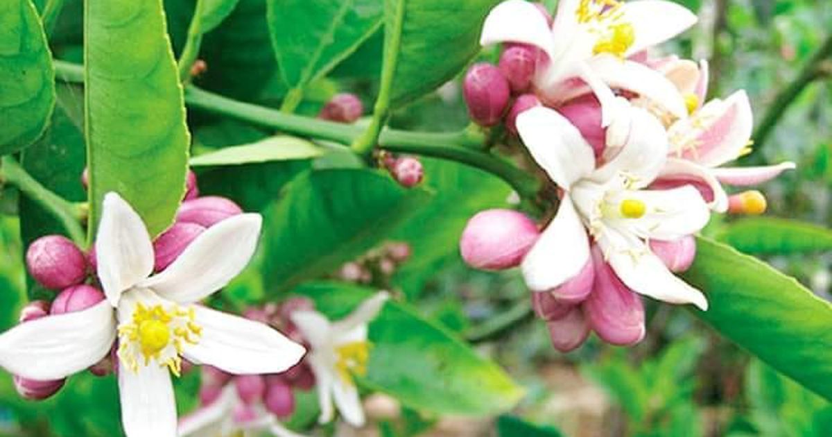 Chuyện tình bây giờ mới kể: Hoa Chanh